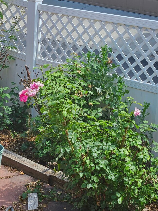 Amazing Home in Coveted SE Observatory Vil... - House Rental in Fort ...